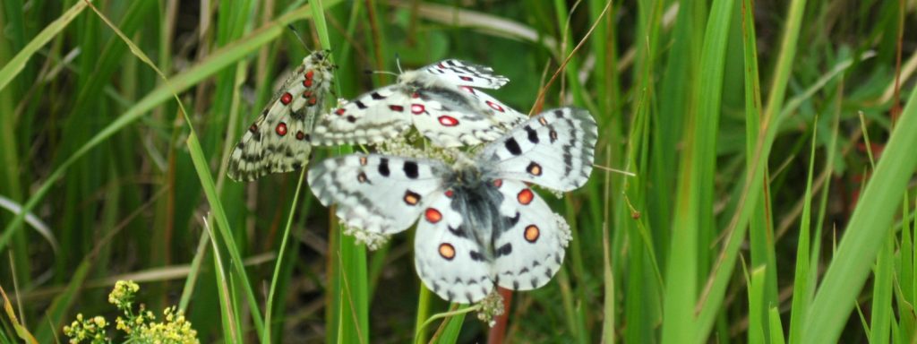 Fauna – Hustai National Park