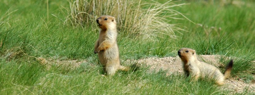 Fauna – Hustai National Park