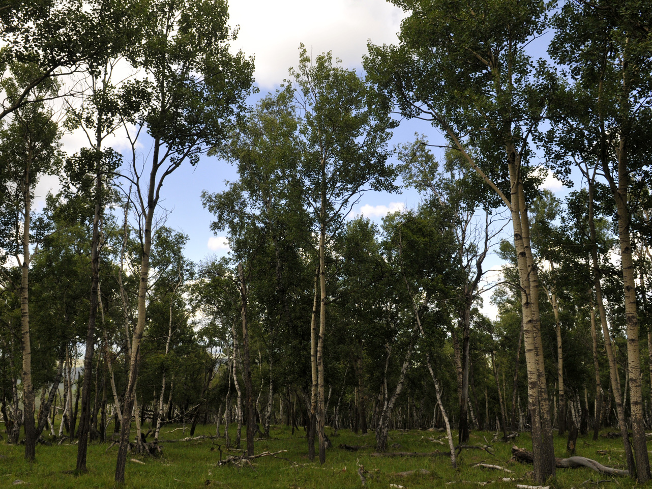 Forest – Hustai National Park